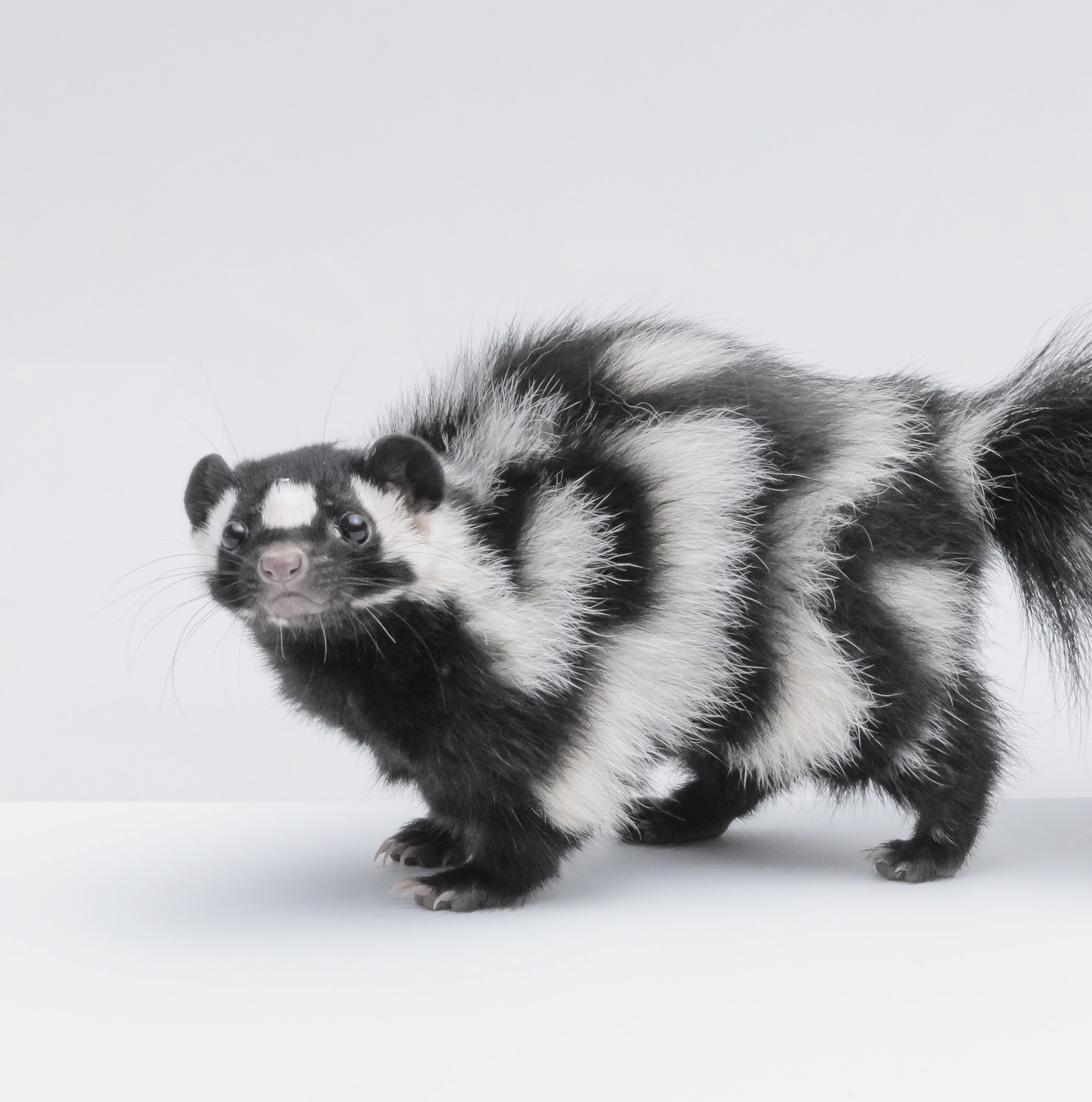 The Best Skanky Niche Perfumes • Perfume Lounge