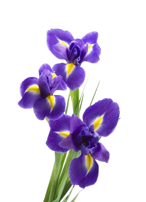 Niche fragrances with Orris • Perfume Lounge